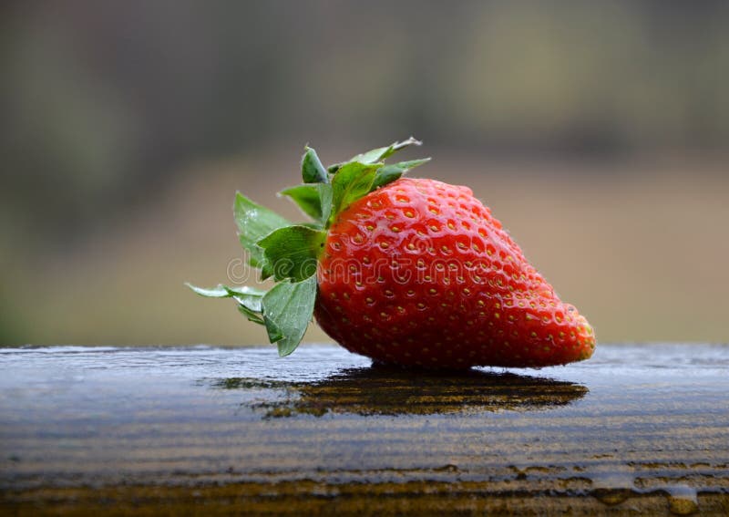 Strawberry in the rain stock photo. Image of grow, rain - 39064568