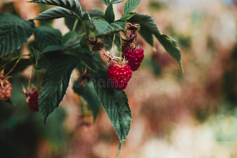 Strawberry and Raspberry Farm Growing in Greenhouses Stock Image ...