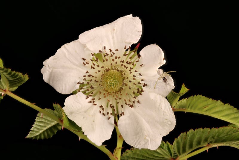 Strawberry Raspberry Rubus Illecebrosus. Flower Closeup Stock Image ...