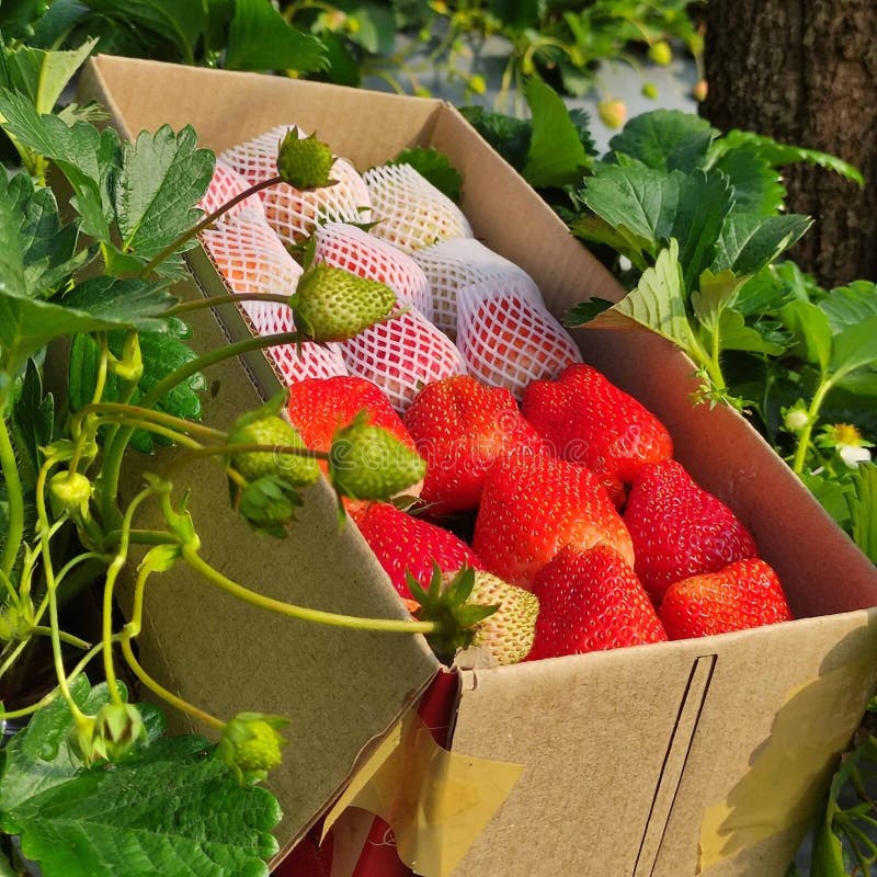 Strawberry Red Fruit Strawberry Tree Planting Strawberries Stock Image ...