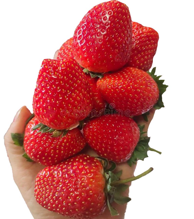 Strawberry Red Fruit Strawberry Tree Planting Strawberries Stock Photo ...