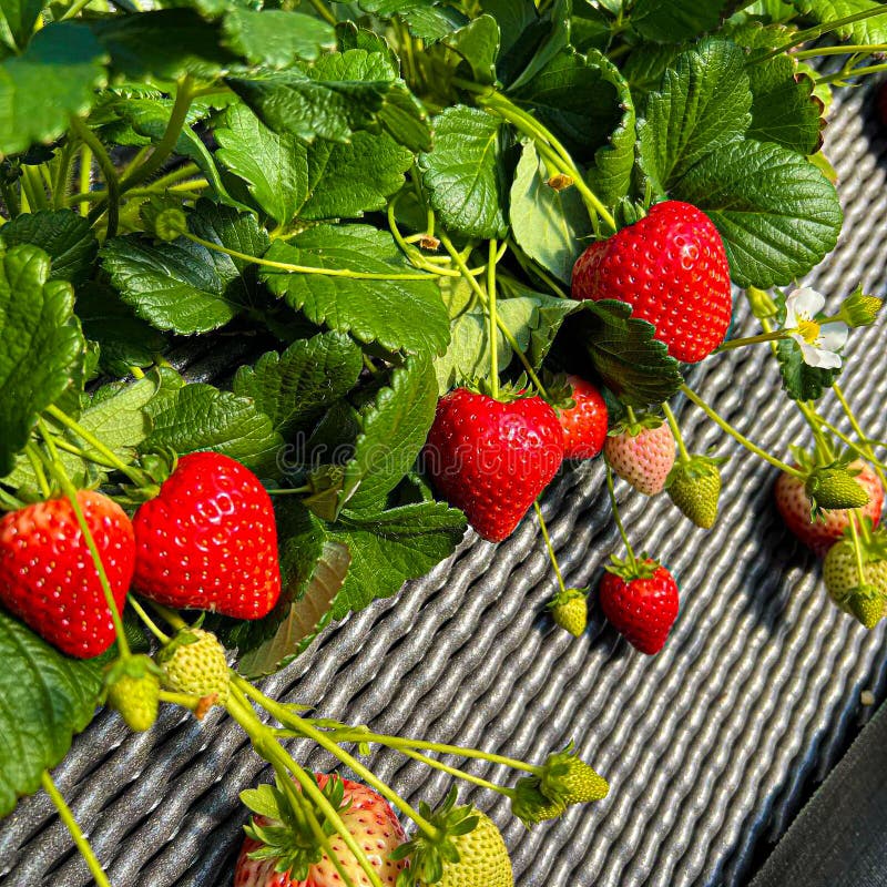 Strawberry Red Fruit Strawberry Tree Planting Strawberries Stock Photo ...