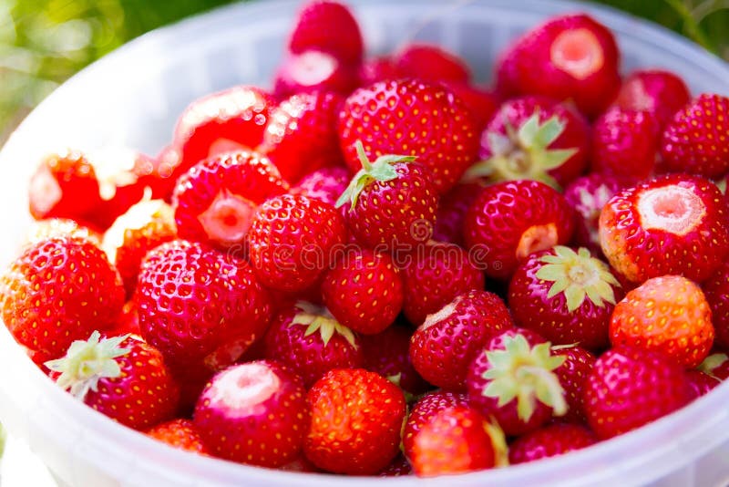 Strawberry stock image. Image of strawberry, food, fresh - 97615619