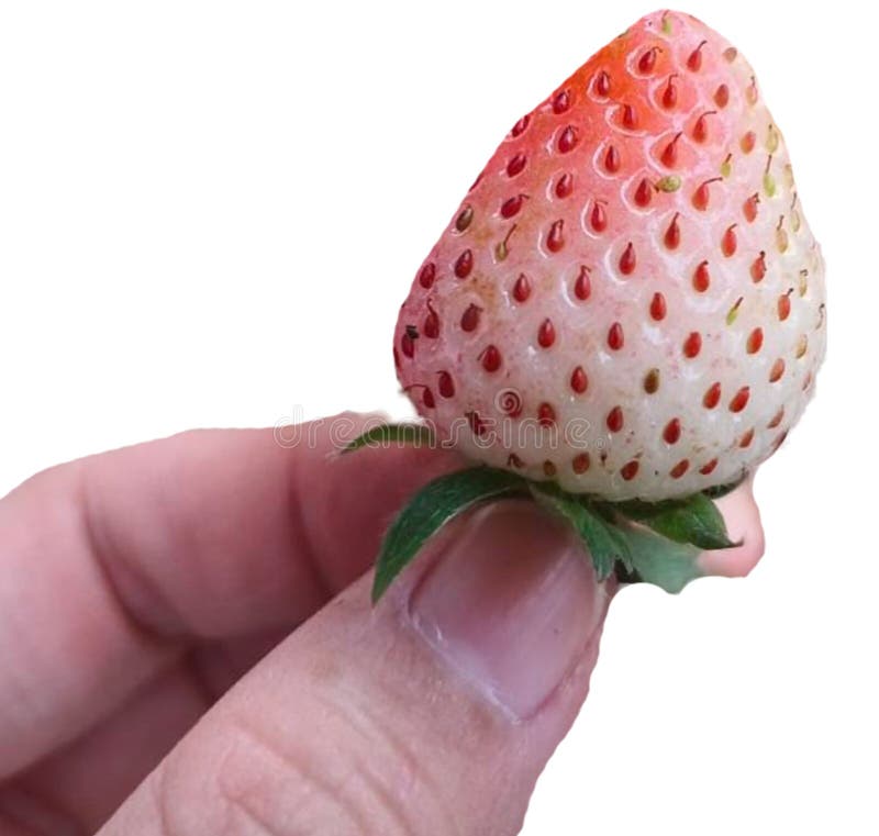 Strawberry Red Strawberry White Fruit Seasonal Fruit Stock Photo ...