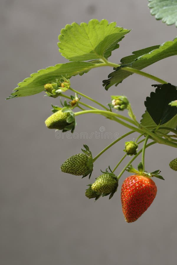 Strawberry stock image. Image of berry, green, plant - 92982073