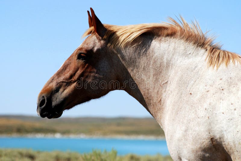 Strawberry Roan Draft Horse Stock Photo - Image of rural, equine: 6116960