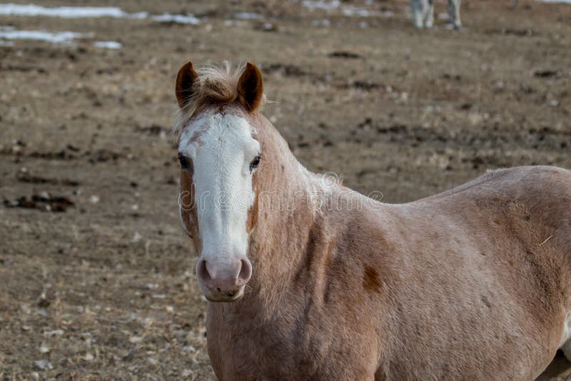 Strawberry Roan Quarter Horse Stallion
