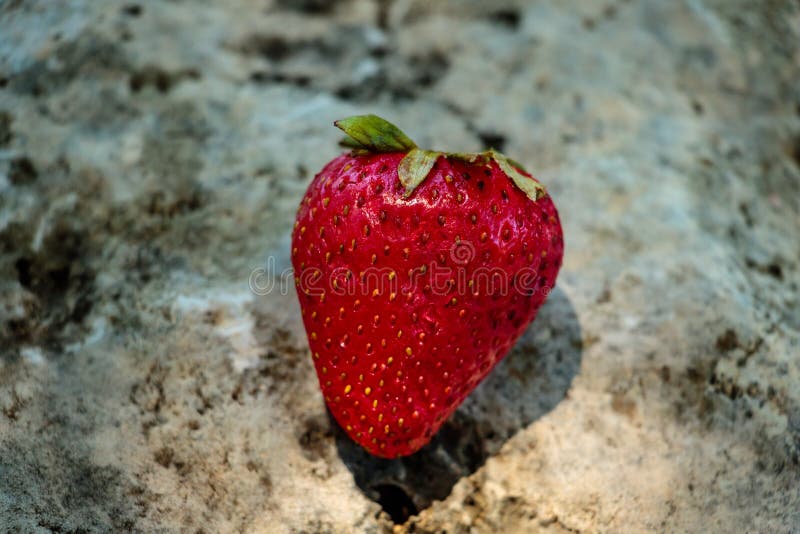 Strawberry on a Rock stock photo. Image of strawberry - 75027914