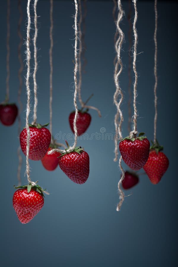 Strawberry on a rope stock photo. Image of produce, leaves - 41031030