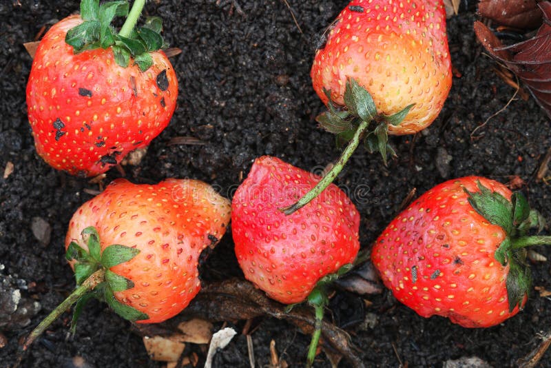 Strawberry stock photo. Image of cultivated, healthy - 87561364