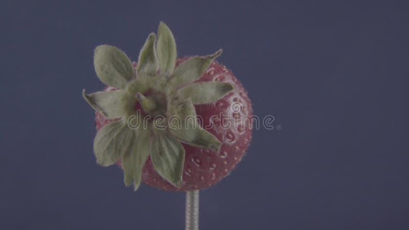 Strawberry Rotating with Loop on Blue Screen for Chroma Key Stock ...
