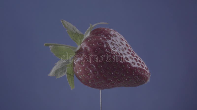 Strawberry Rotating with Loop on Blue Screen for Chroma Key Stock ...