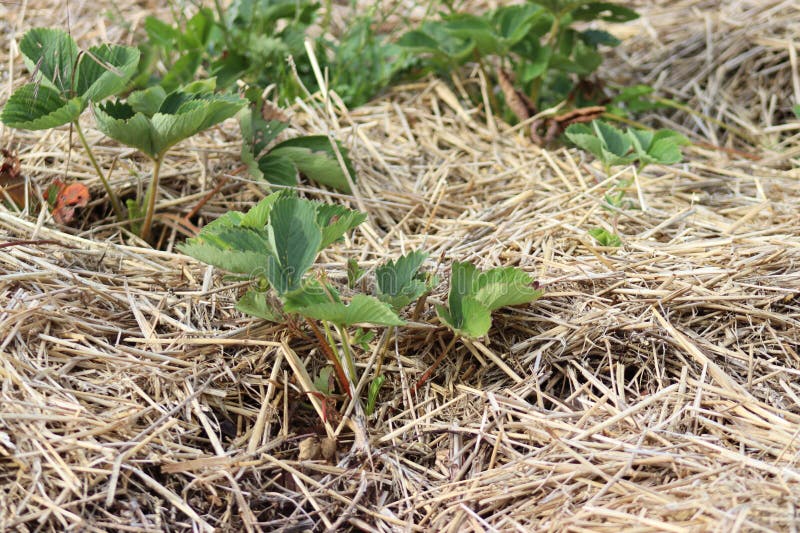 Strawberry Runners in Summer. the Strawberry Bush Reproduces Using ...