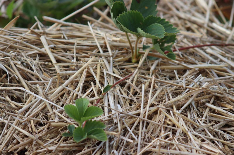 Strawberry Runners in Summer. the Strawberry Bush Reproduces Using ...