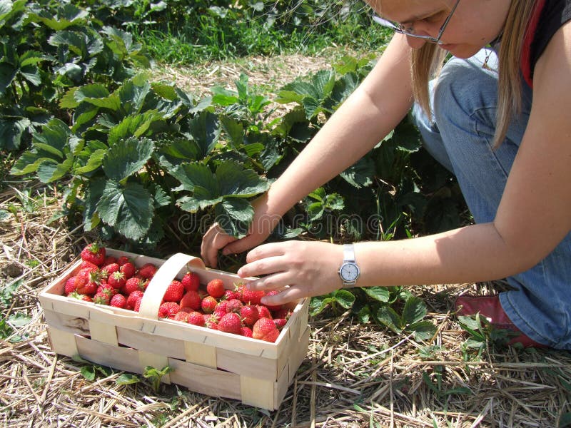 Strawberry season stock photo. Image of berries, picking - 5659906