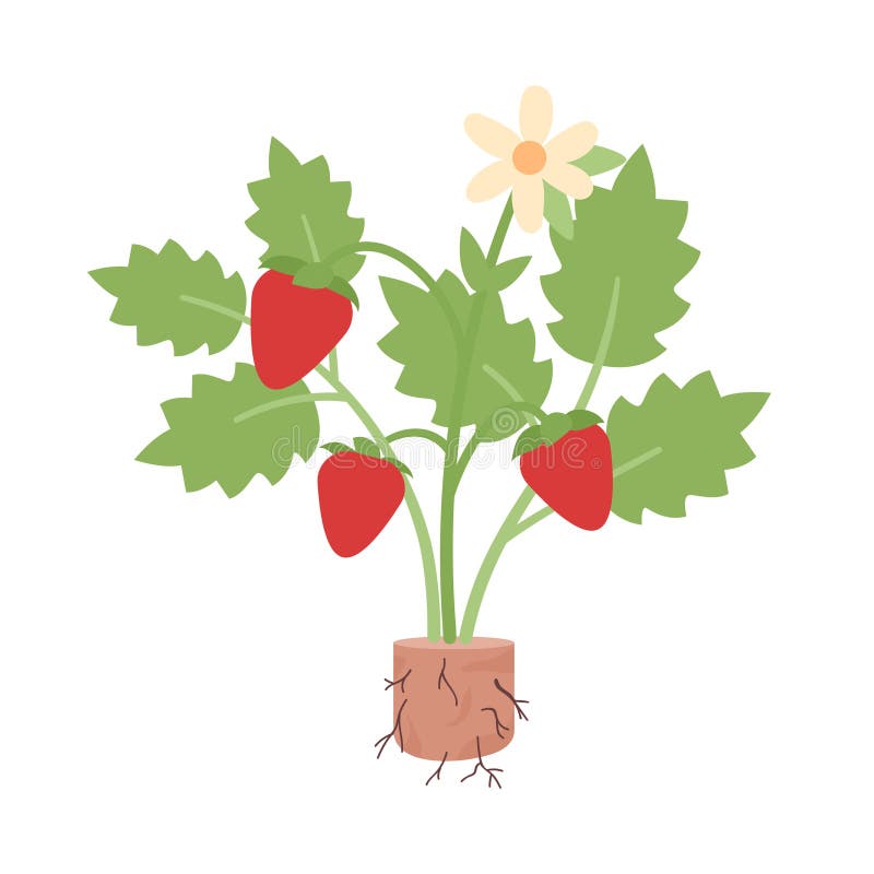 Strawberry Seedling Semi Flat Color Vector Object Stock Vector