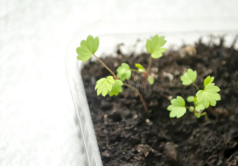Strawberry Seedlings in a Small Container. Growing Strawberries from ...
