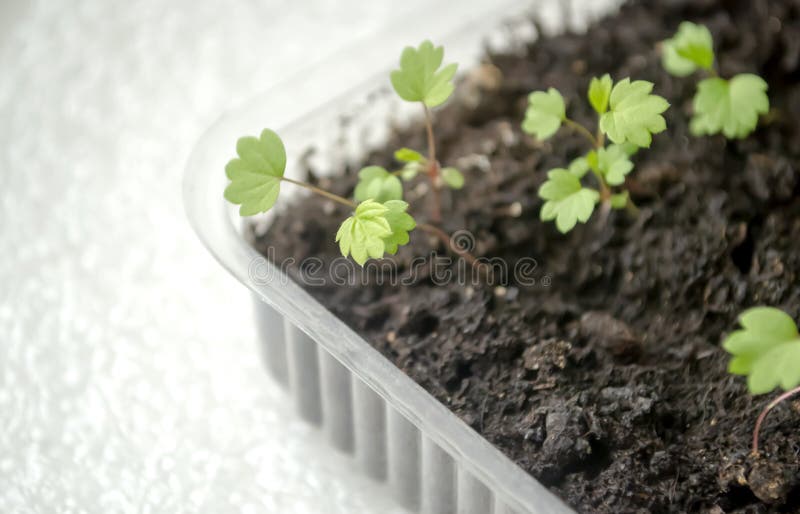 Strawberry Seedlings in a Small Container. Growing Strawberries from ...
