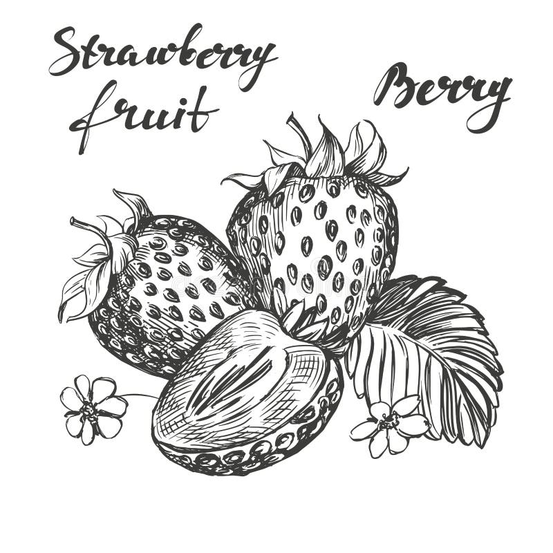 Strawberry Set Hand Drawn Vector Illustration Sketch Stock Vector ...
