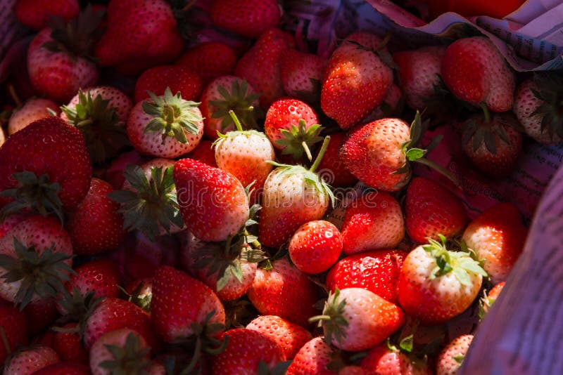 Strawberry with Shadow and Light Shade for Sale with Under Exposure ...