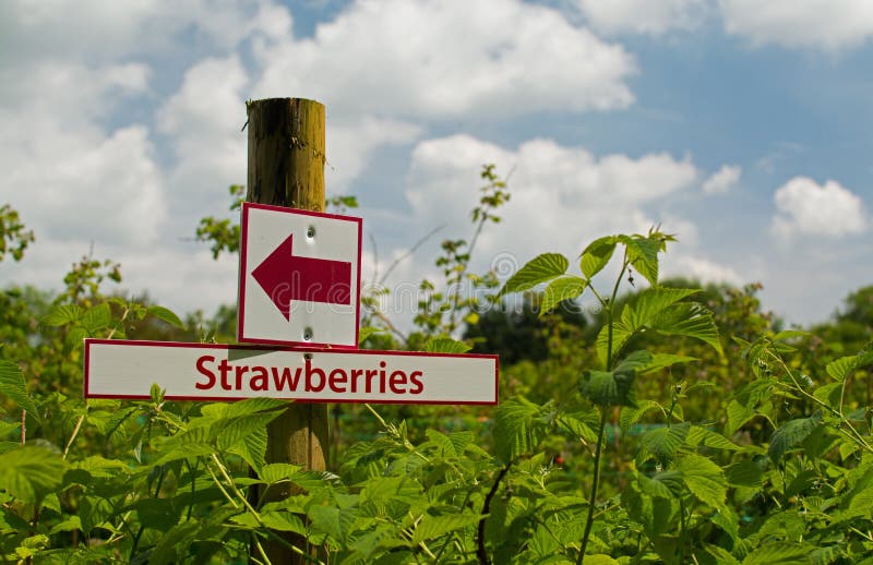 Strawberry Sign Post stock photo. Image of post, nature - 41865216