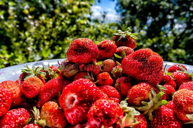 Strawberry and sky stock photo. Image of nature, colors - 46125176