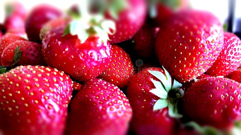 Strawberry smell stock photo. Image of delicious, berry - 117748508