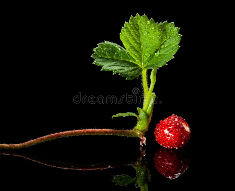 Strawberry Sprout and Ripe Berry Stock Image - Image of fruit, berry ...