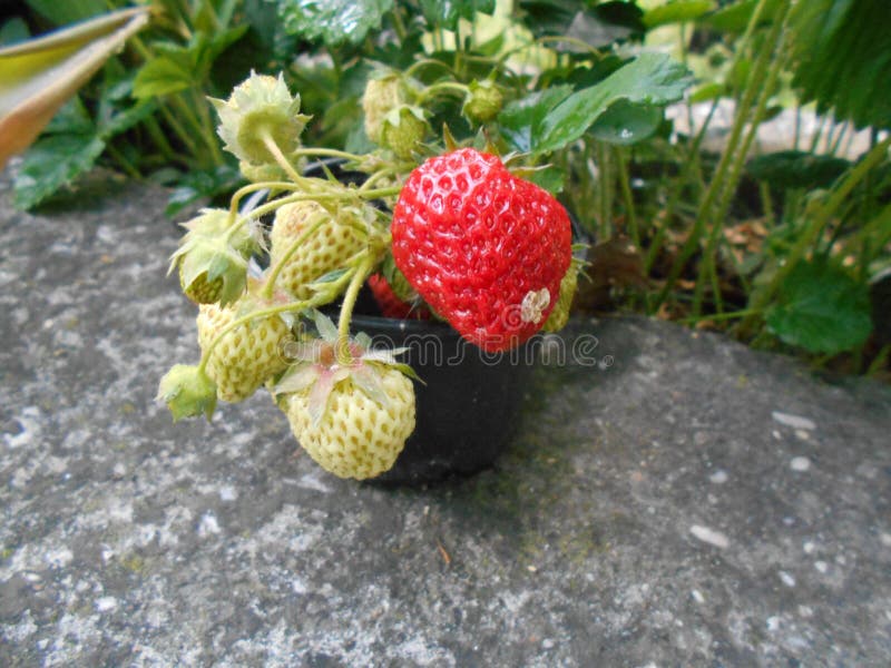Strawberry, Strawberries, Fruit, West Indian Raspberry Picture. Image ...