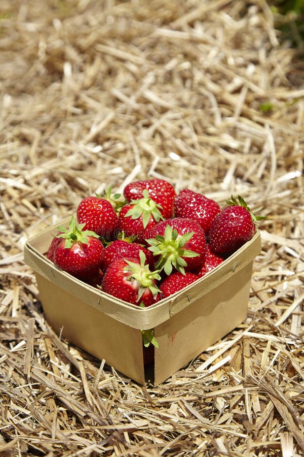 Strawberry stock image. Image of healthy, basket, group - 50635451