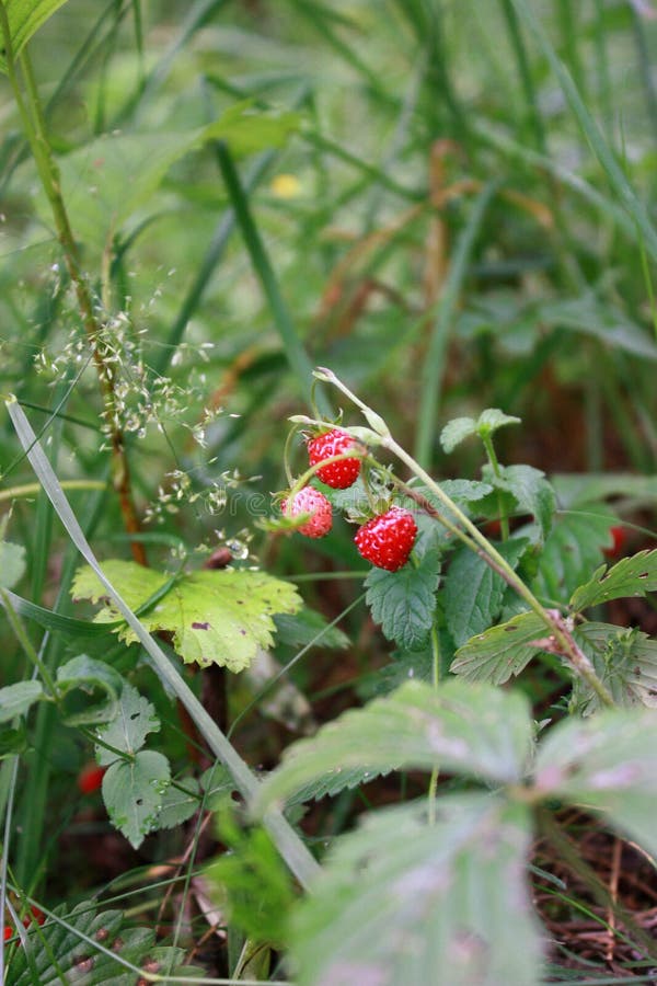 Strawberry Timber, Red Wild Berry in the Bush. Stock Image - Image of ...