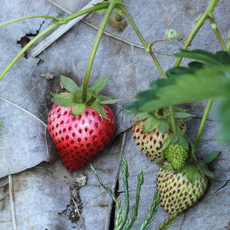 Strawberry tree stock photo. Image of beautiful, fruit - 37832726