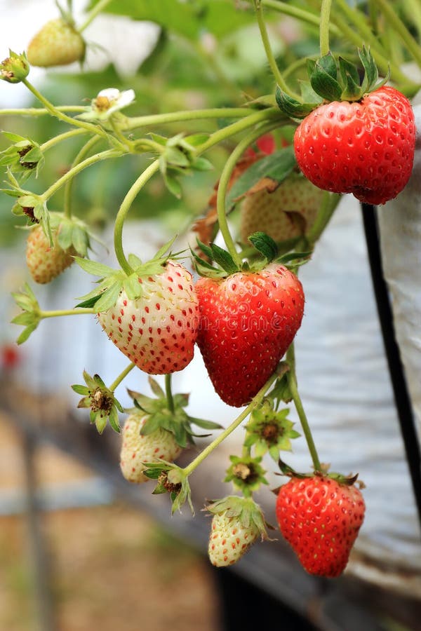 A strawberry tree stock image. Image of farm, sweet, local - 38232041