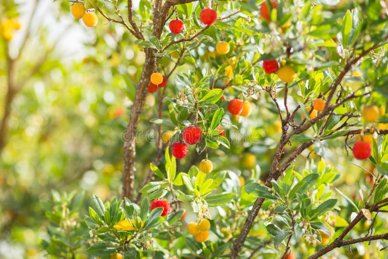 Strawberry tree, Arbutus stock image. Image of europe - 209083363