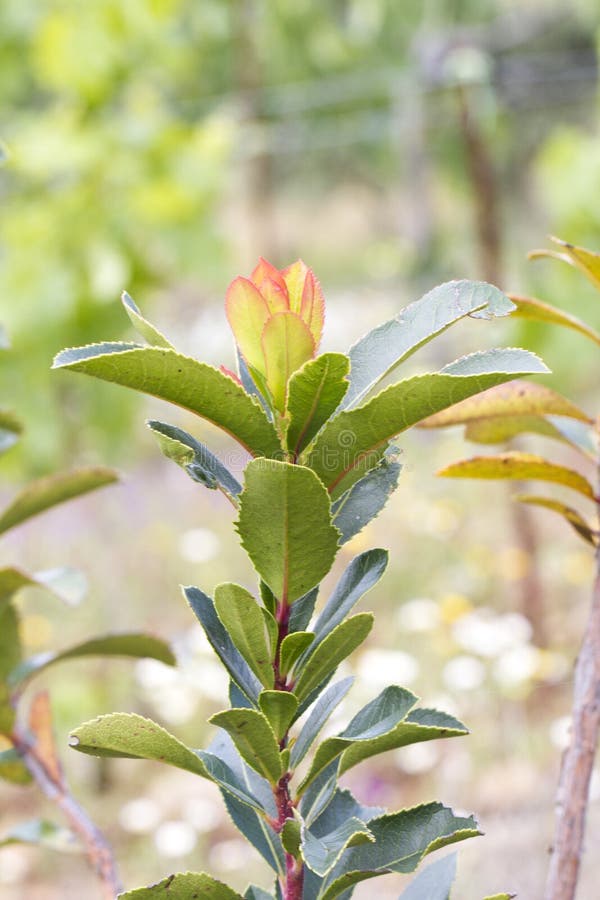 Strawberry Tree (Arbutus Unedo) Stock Photo - Image of outdoor, closeup ...