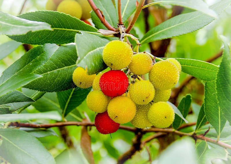 Strawberry Tree Arbutus Unedo . Stock Photo - Image of hips, juicy ...