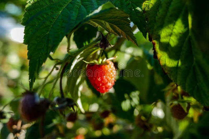 Strawberry on Tree, Digital Photo Picture As a Background Stock Image ...