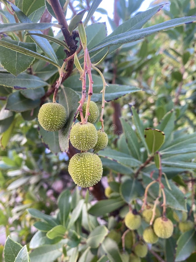 Strawberry Tree Bush with Small Arbutus Fruits Stock Image - Image of ...