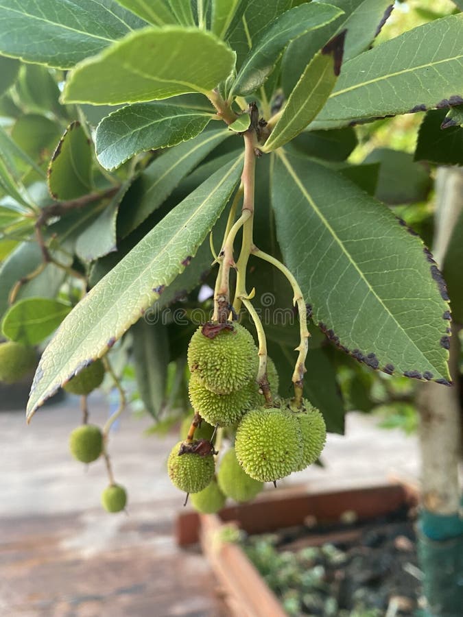 Strawberry Tree Bush with Small Arbutus Fruits Stock Image - Image of ...
