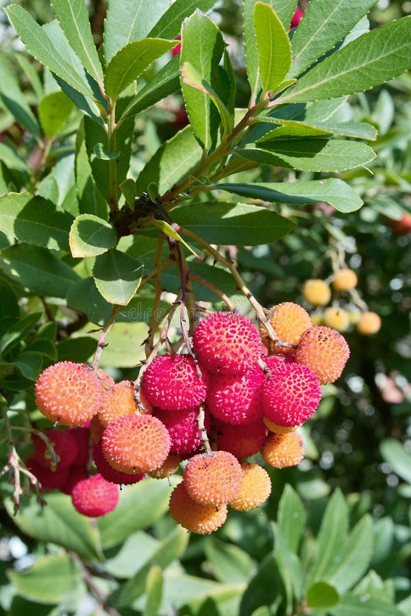 Strawberry Tree, (corbezzolo in Italian Language). Stock Image - Image ...