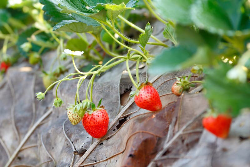 Strawberry tree stock image. Image of shrub, crop, fresh - 72790179