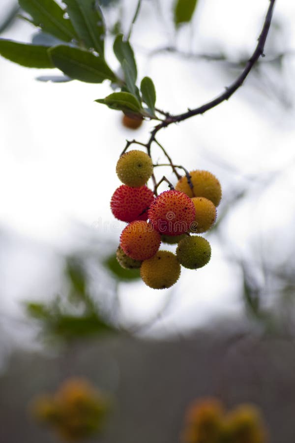 Leaves and Fruits of Strawberry Tree Stock Image - Image of ericaceae ...