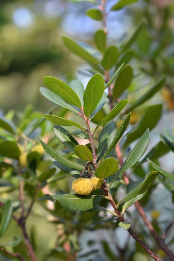 Strawberry tree stock photo. Image of plant, killarney - 166280980