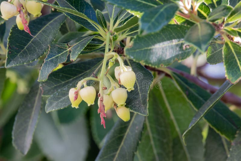 Strawberry Tree Fruits and Flowers Stock Photo - Image of dark ...