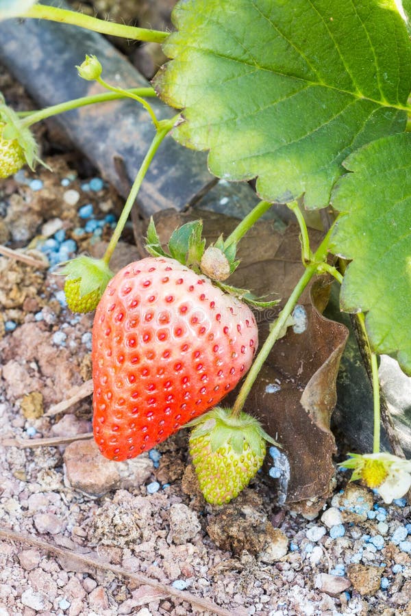 Strawberry stock image. Image of beautiful, organic, freshness - 37954779