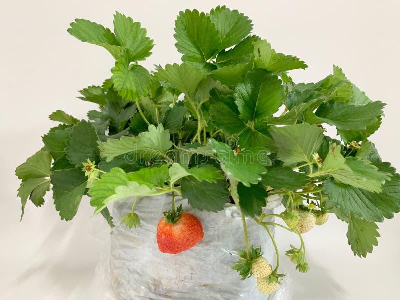 The Strawberry Tree is Growing and Produces White and Red on White ...