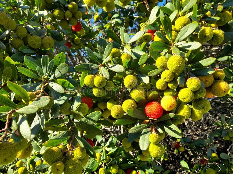Strawberry tree stock image. Image of deciduous, autumn - 361277229