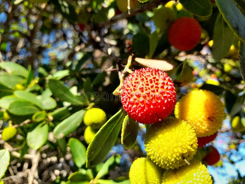 Strawberry tree stock photo. Image of flower, shrub - 361277240