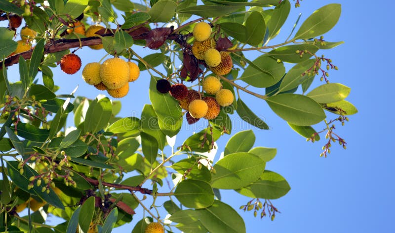 Strawberry Tree stock image. Image of unripe, orange - 48517723