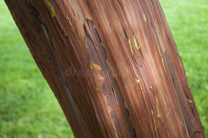 The Strawberry Tree stock photo. Image of colorful, bark - 127636812